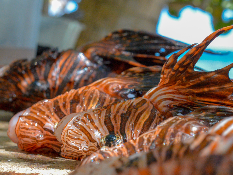 How to ID Invasive Fish Species? - FishVerify